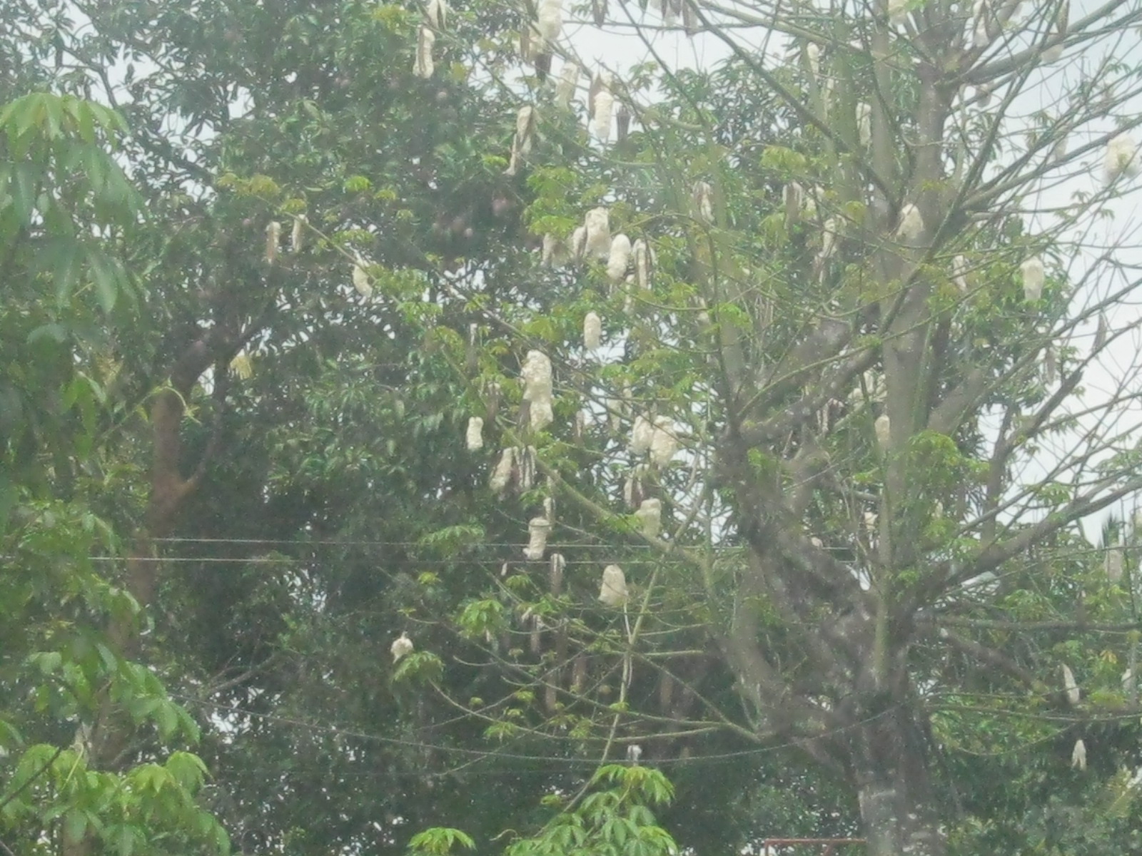 Nature shots: Panji Maram or Elavum ka